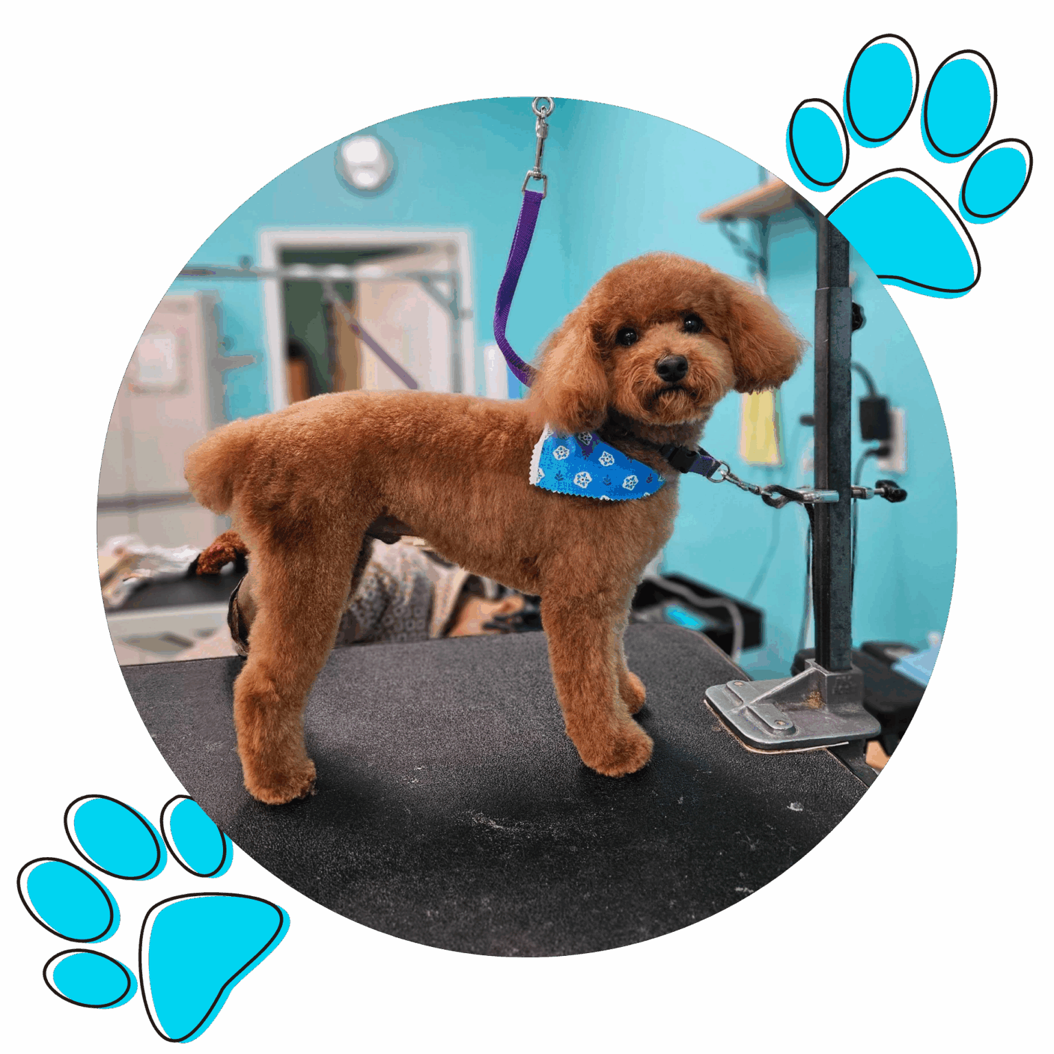 Yuppy Puppy Pet Grooming Salon